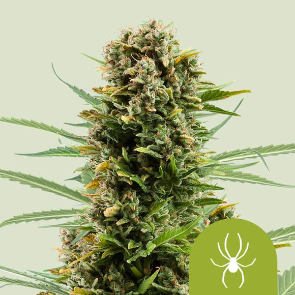 Seeds – Tagged "Seed Bank_Royal Queen Seeds AUTOS" – Natural Selection ...